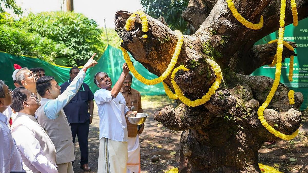 Ayurvedic Remedies in the Goa Tree Conservation Initiative